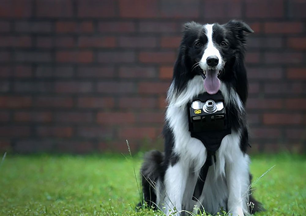An emotion-sensing Nikon dog camera mount is now a thing