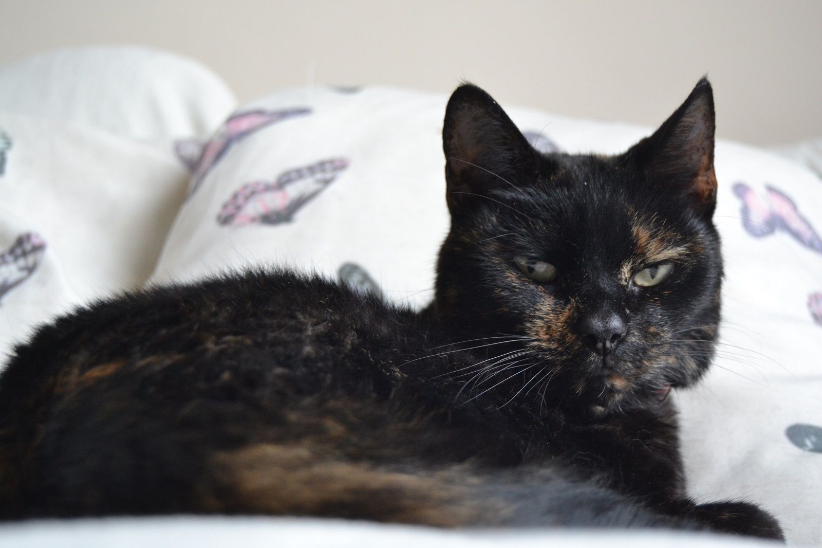 Photo editing made easy: How to remove backgrounds, unwanted objects ...