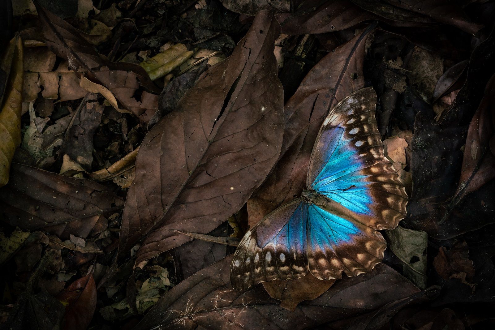 Incredible photos from the Close-Up Photographer of the Year 2022
