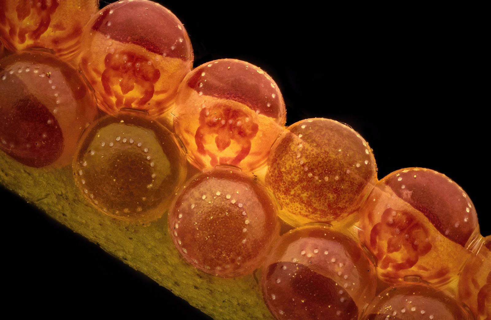 Incredible photos from the Close-Up Photographer of the Year 2022