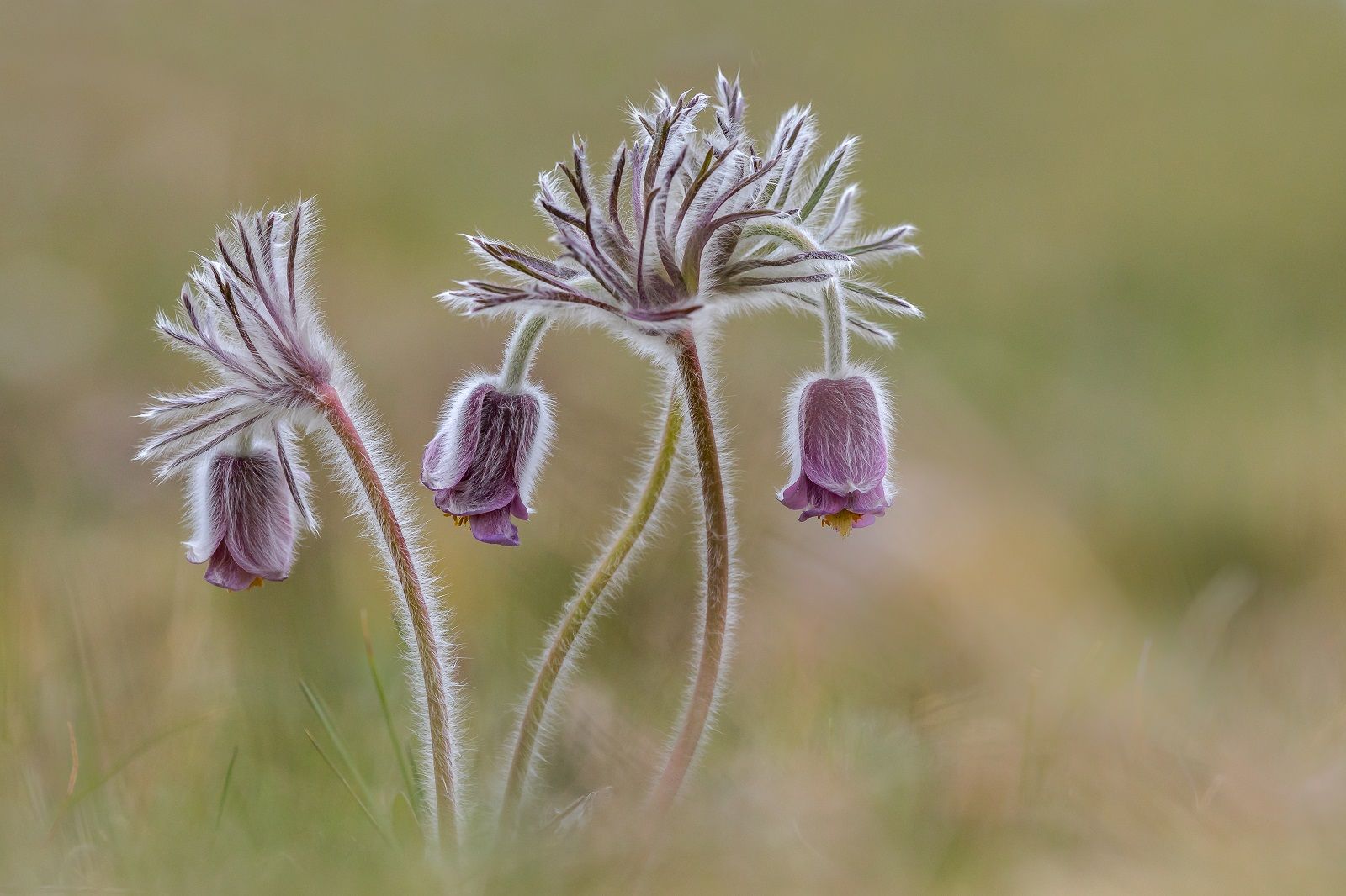 Incredible photos from the Close-Up Photographer of the Year 2022