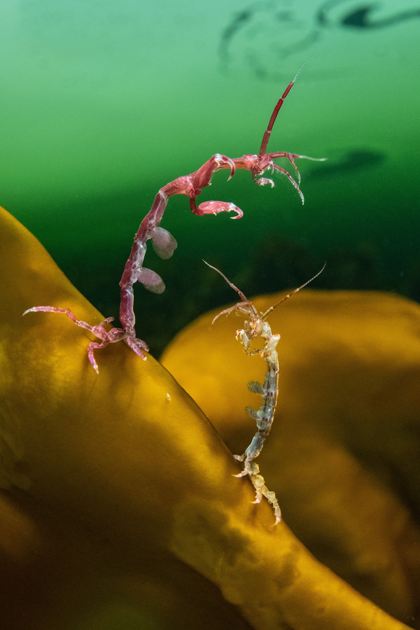 Incredible photos from the Close-Up Photographer of the Year 2022