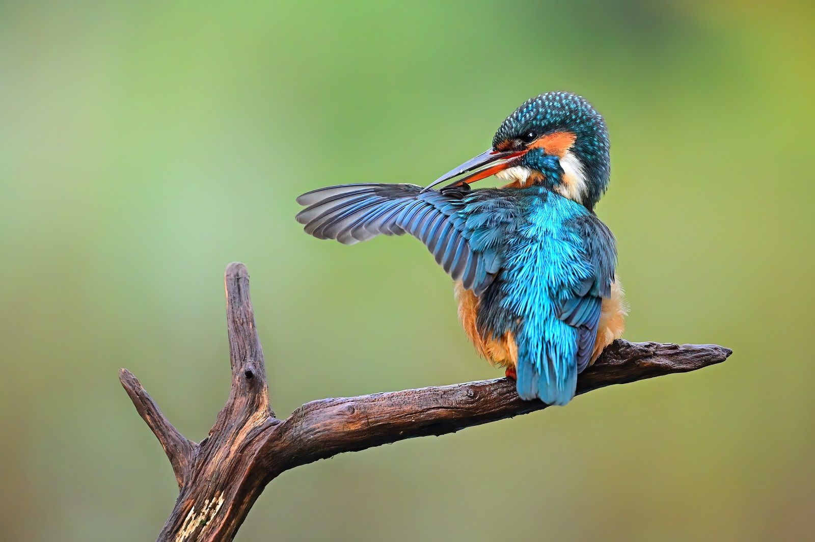 Incredible photos from the Close-Up Photographer of the Year 2022