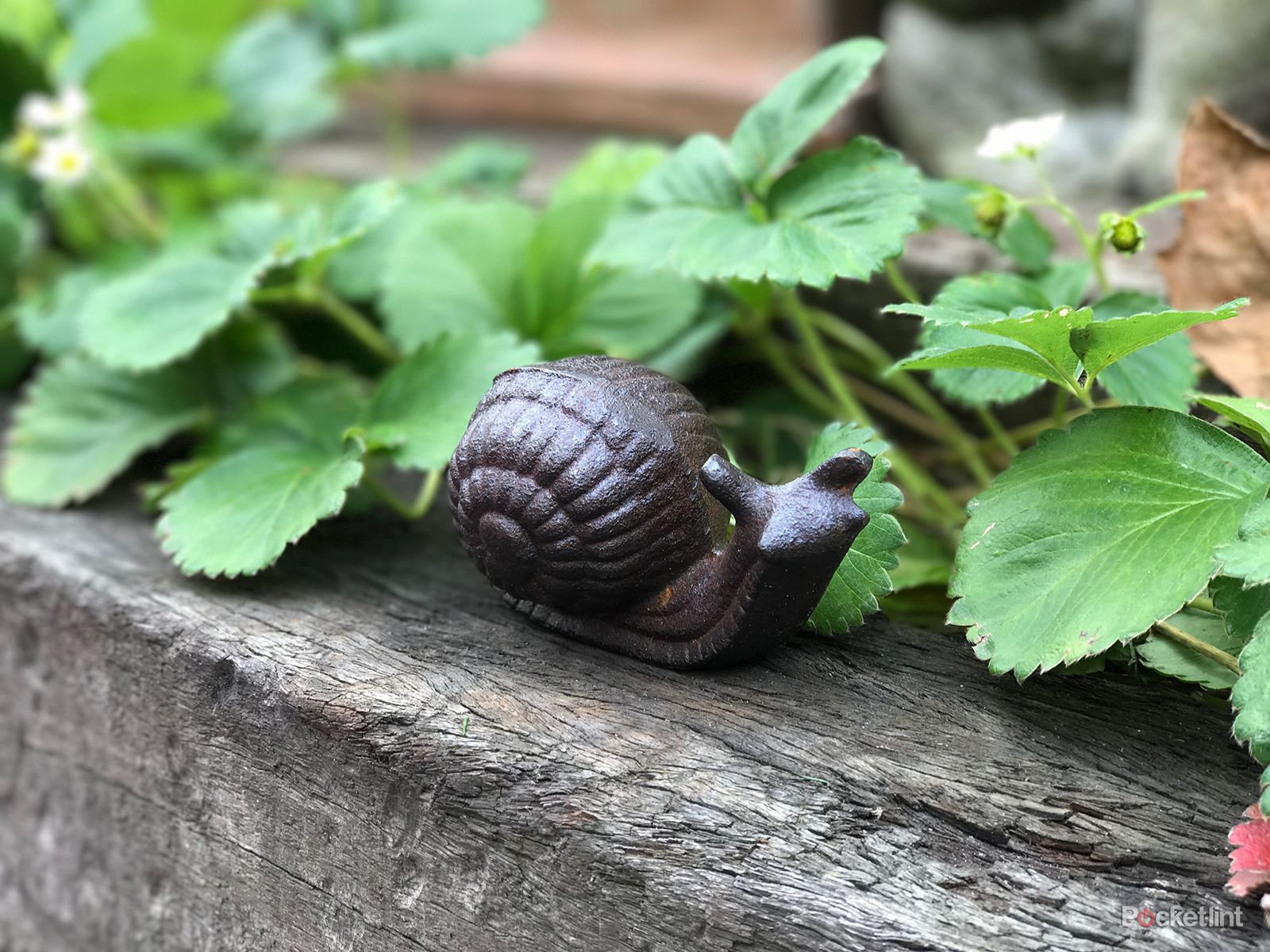 Apple iPhone 7 Plus Portrait tips and tricks