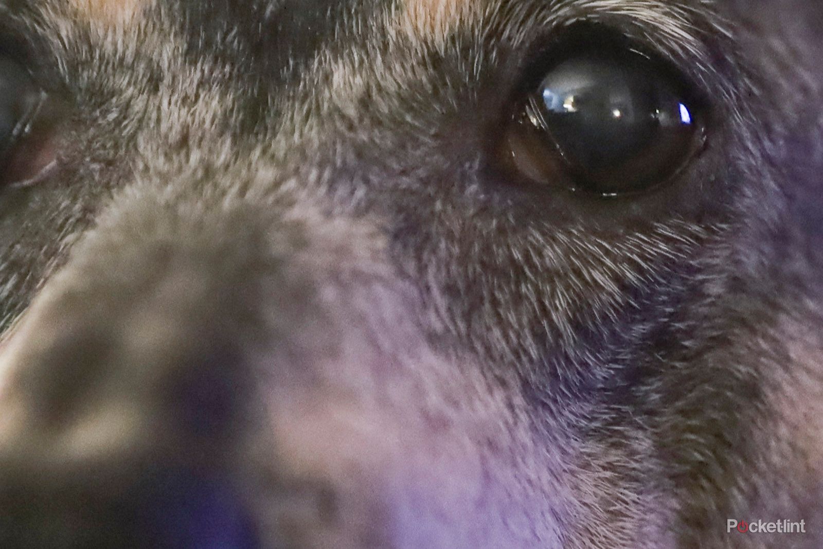 Canon EOS RP review: Savvy or overly safe?