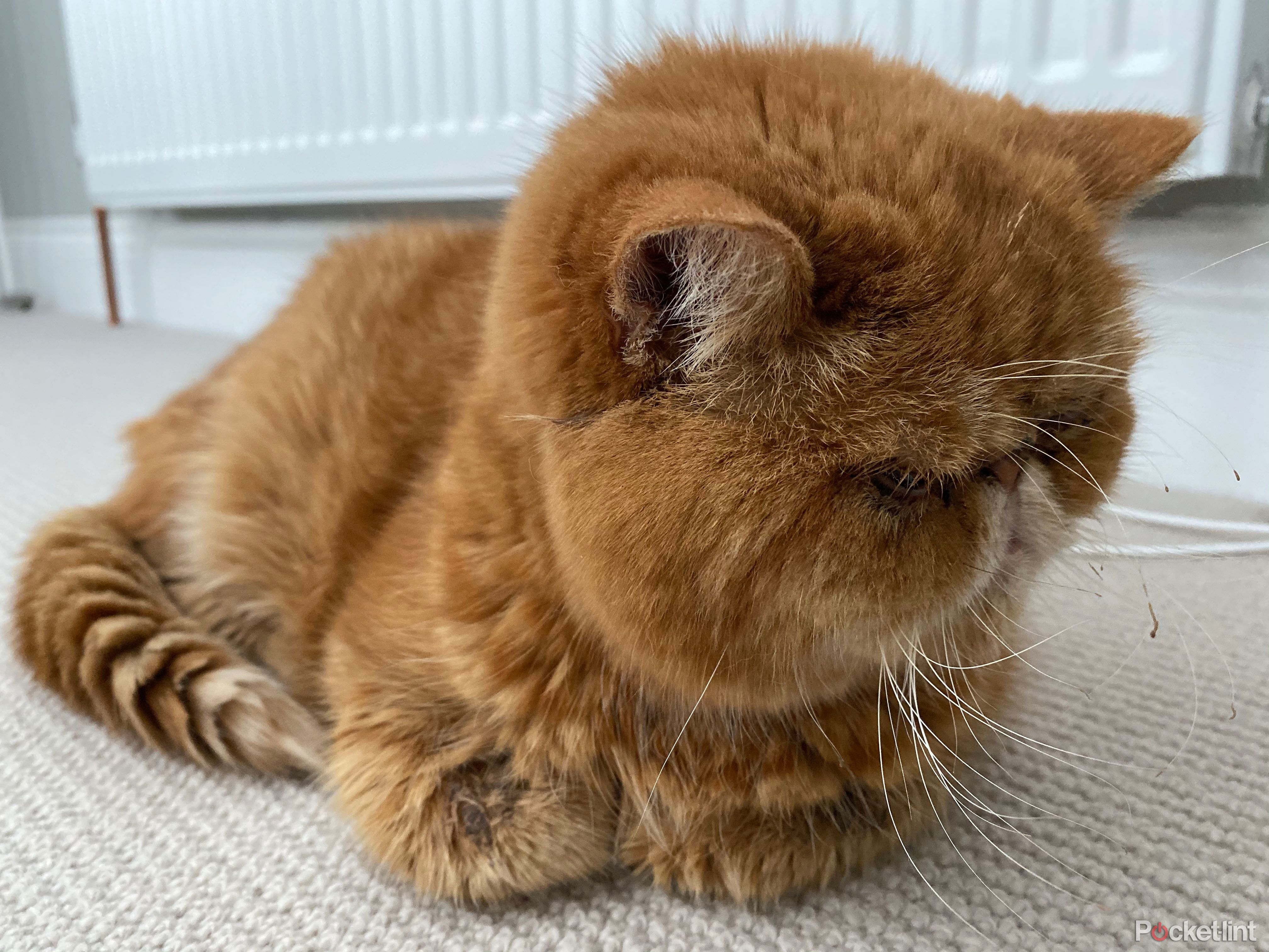 Apple iPhone 11 review: Still an iPhone for everyone?