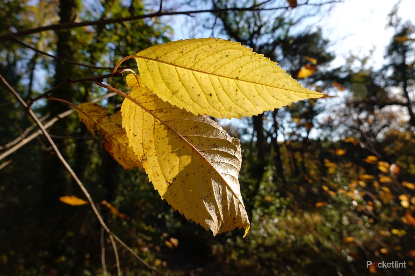 Sony RX100 M7 review - Pocket-lint