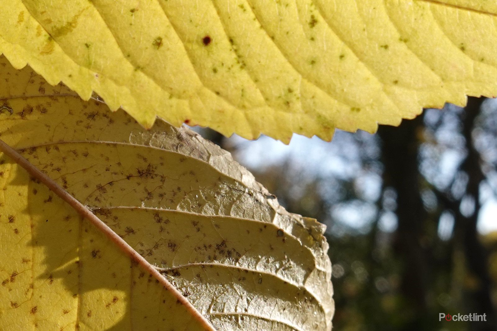 Sony RX100 M7 review - Pocket-lint