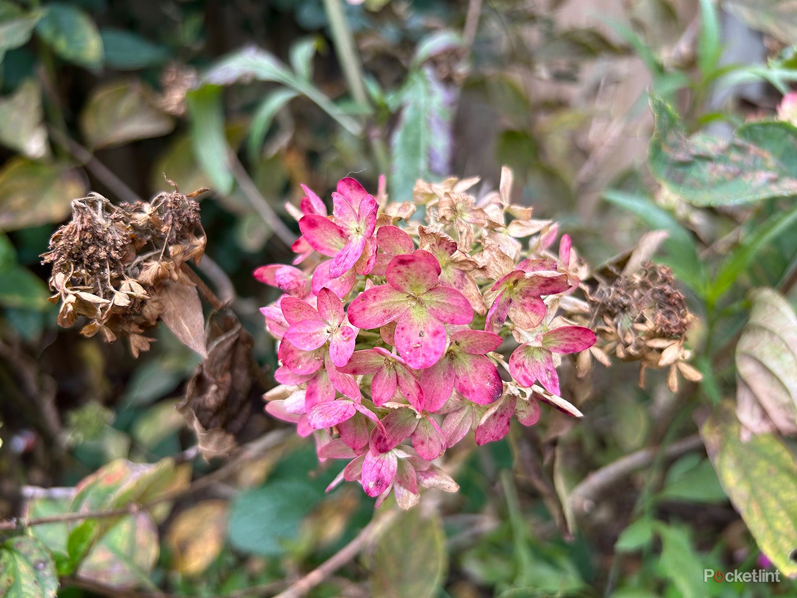 Apple iPhone 14 Plus review: Is bigger better?