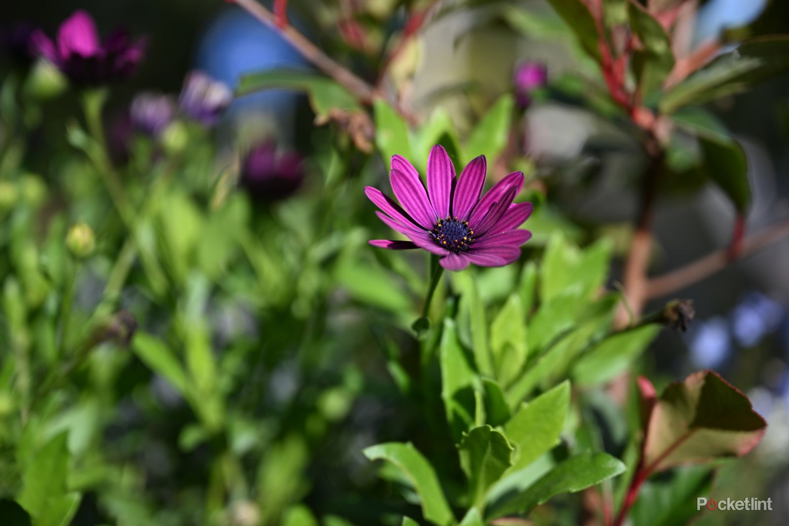 Nikon Zf review 2023: More than just a looker